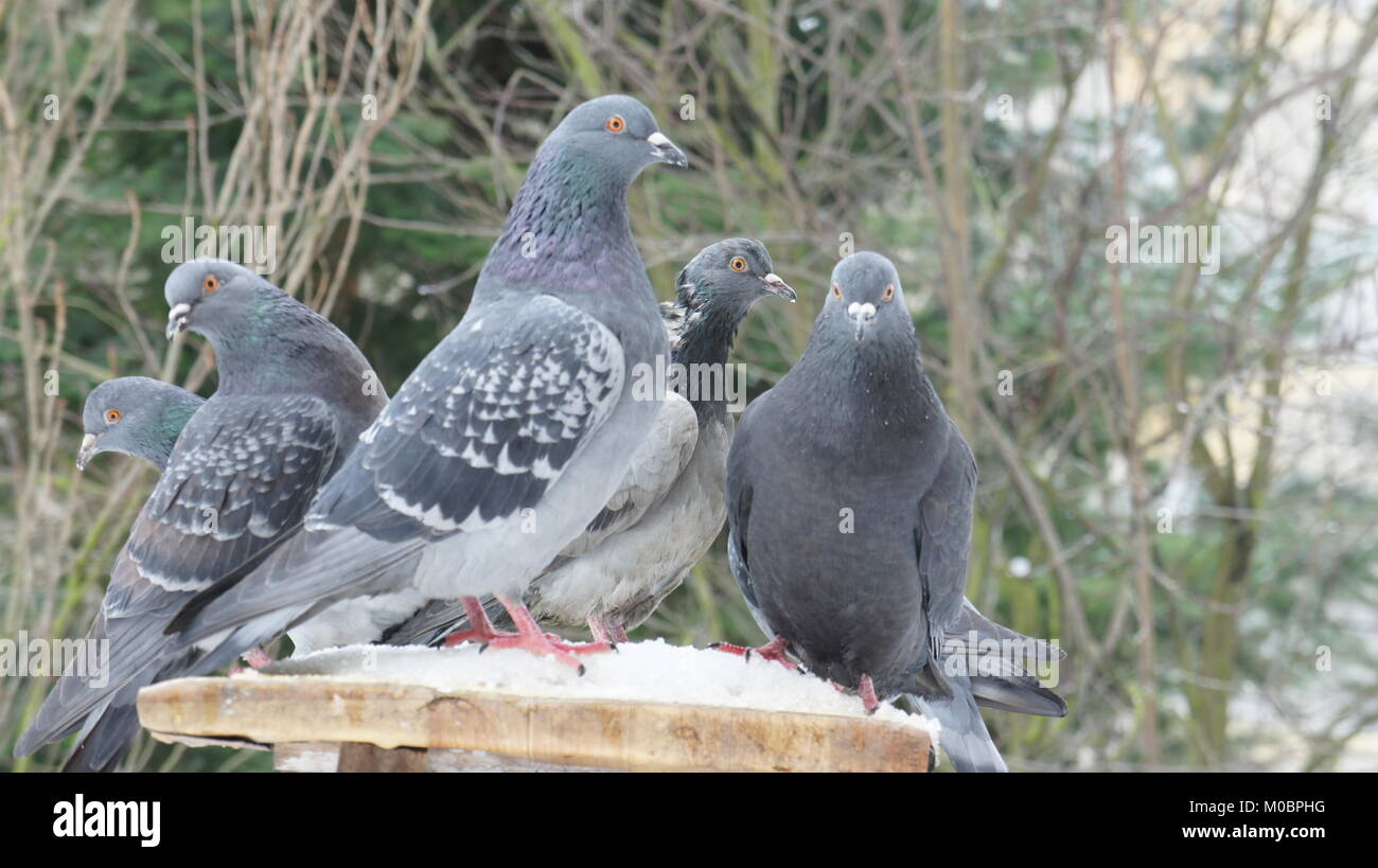 A Pigeons in winter, on tree background Stock Photo - Alamy