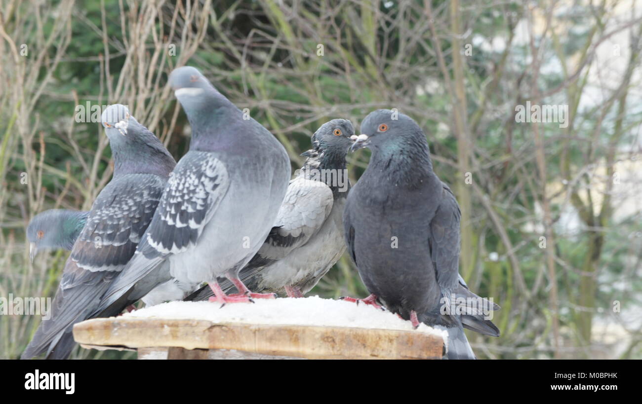 A Pigeons in winter, on tree background Stock Photo - Alamy