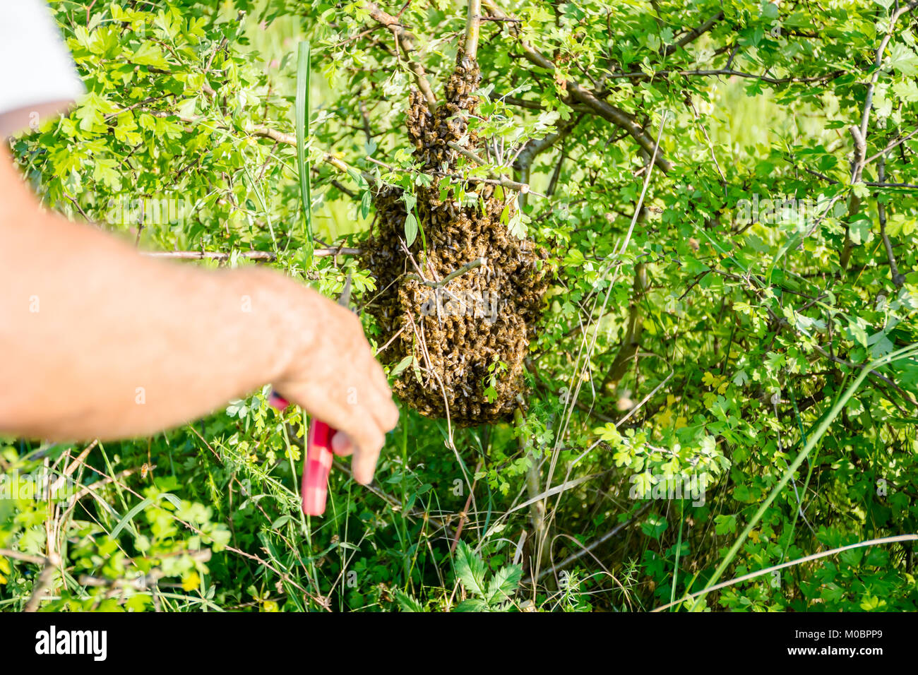 Leaving the hive hi-res stock photography and images - Alamy