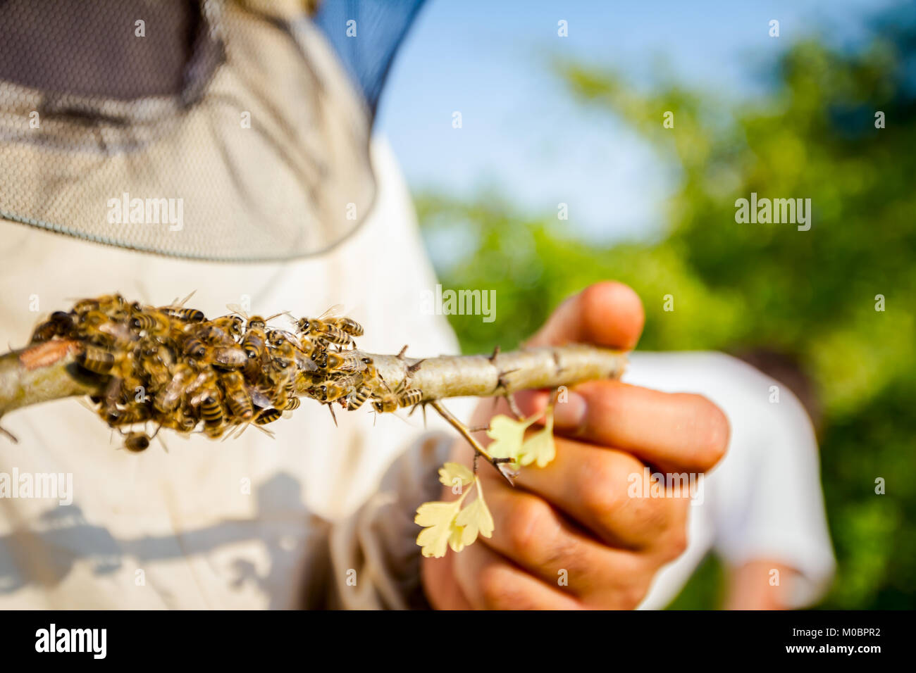 Swarming bees after leaving the hive bees gather on a branch of a tree ...