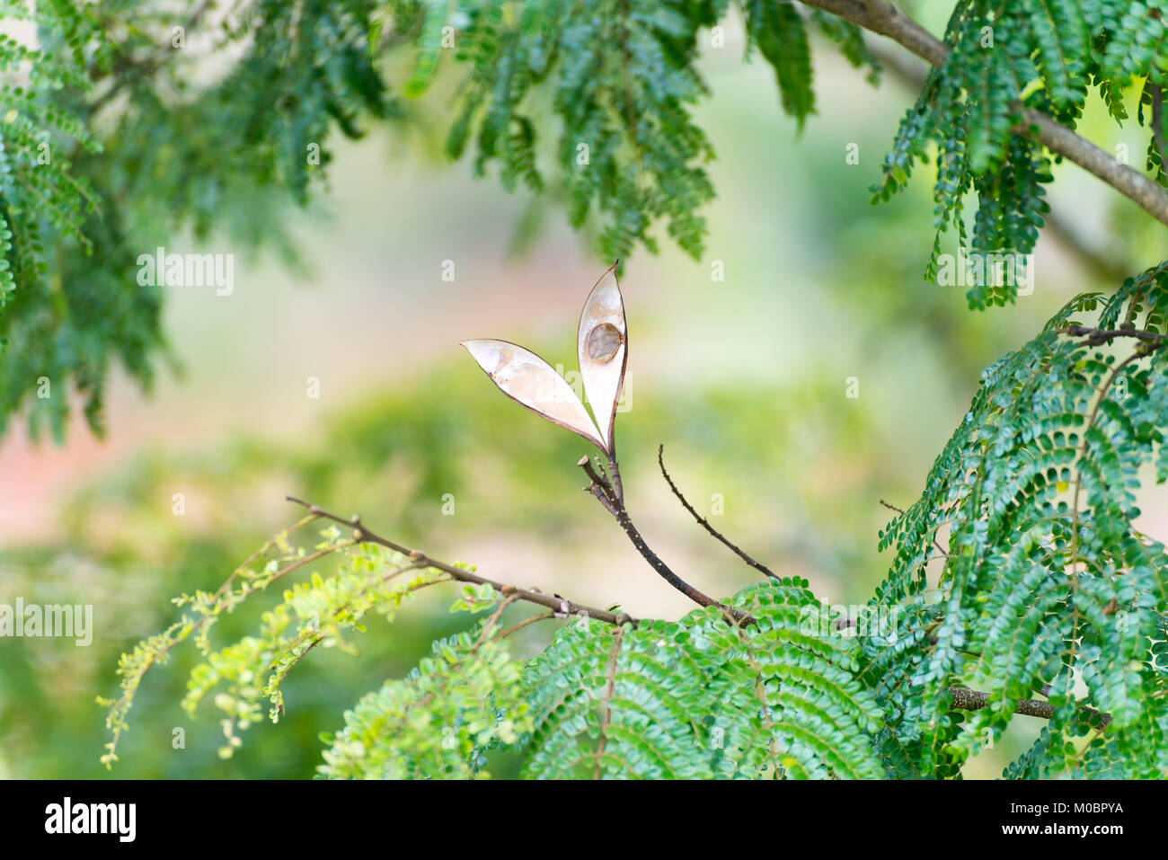 Close up of a acacia tree string bean in nature Stock Photo - Alamy