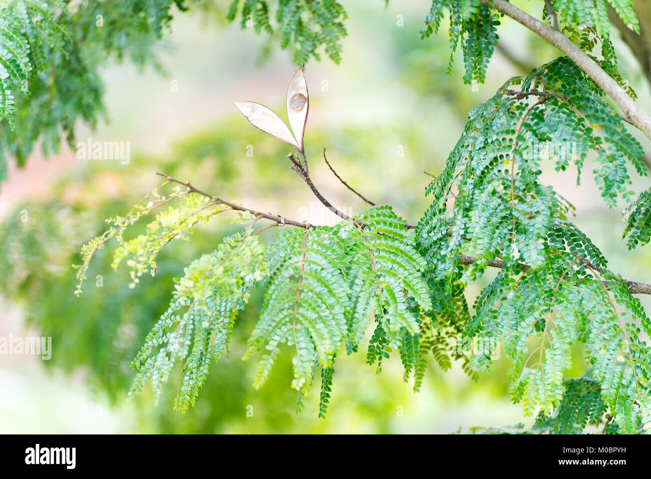 Close up of a acacia tree string bean in nature Stock Photo - Alamy