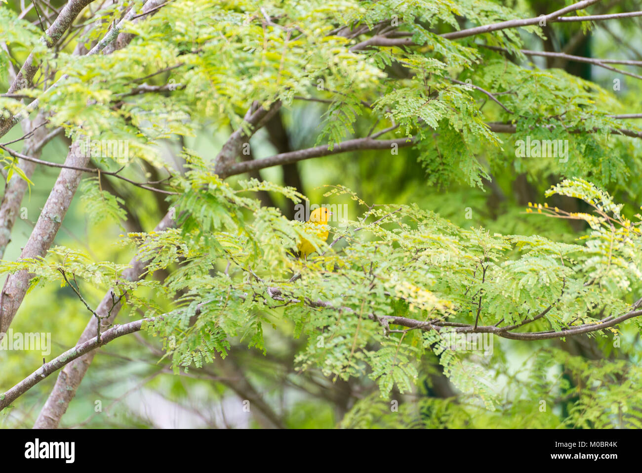 Male island canary posing on a tree branch in nature Stock Photo - Alamy