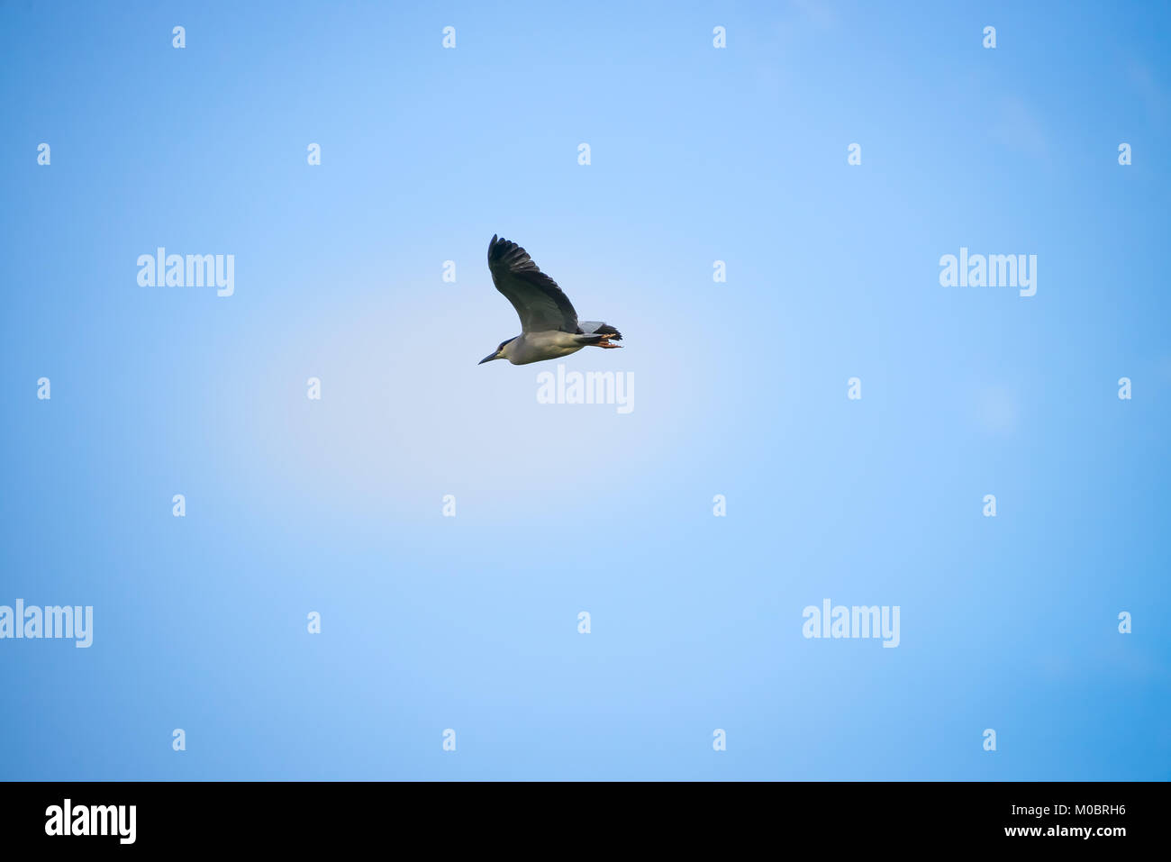 Blue crowned bird hi-res stock photography and images - Alamy