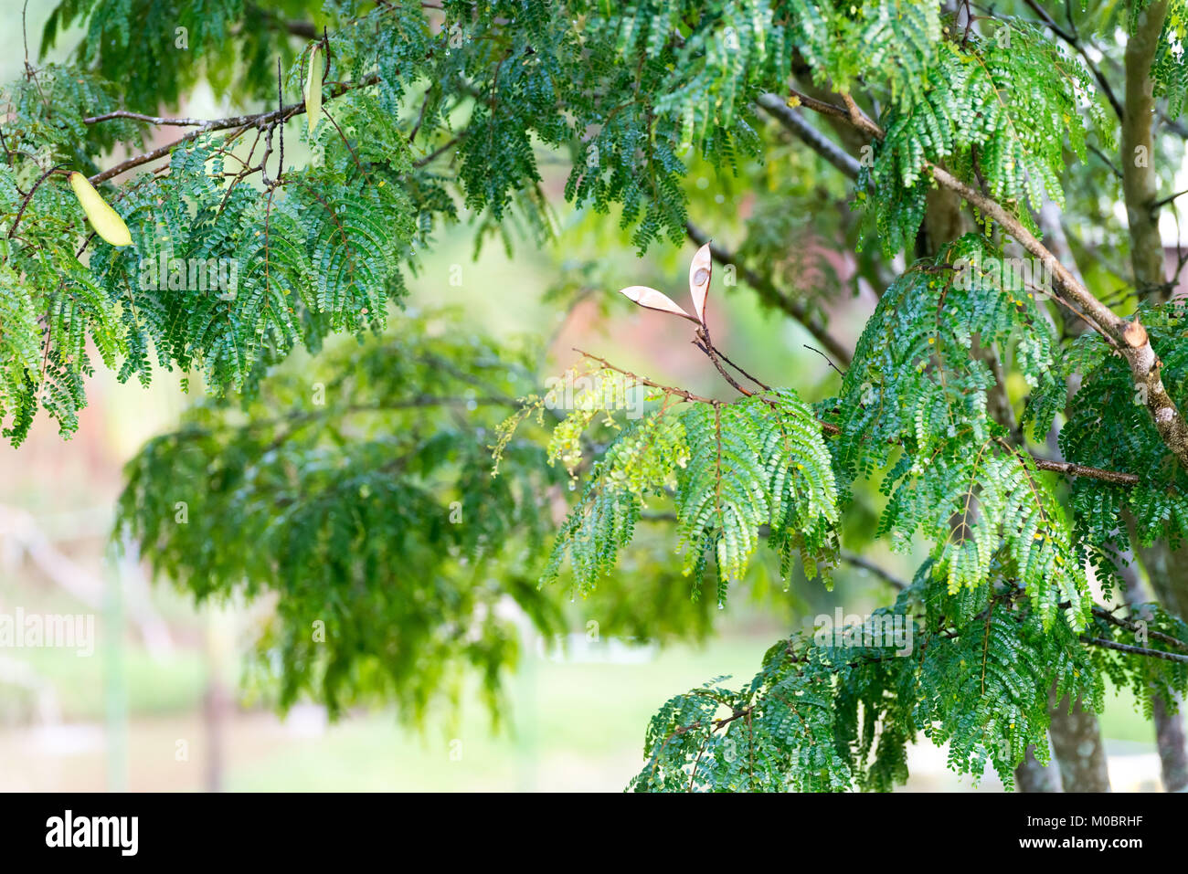 Close up of a acacia tree string bean in nature Stock Photo - Alamy