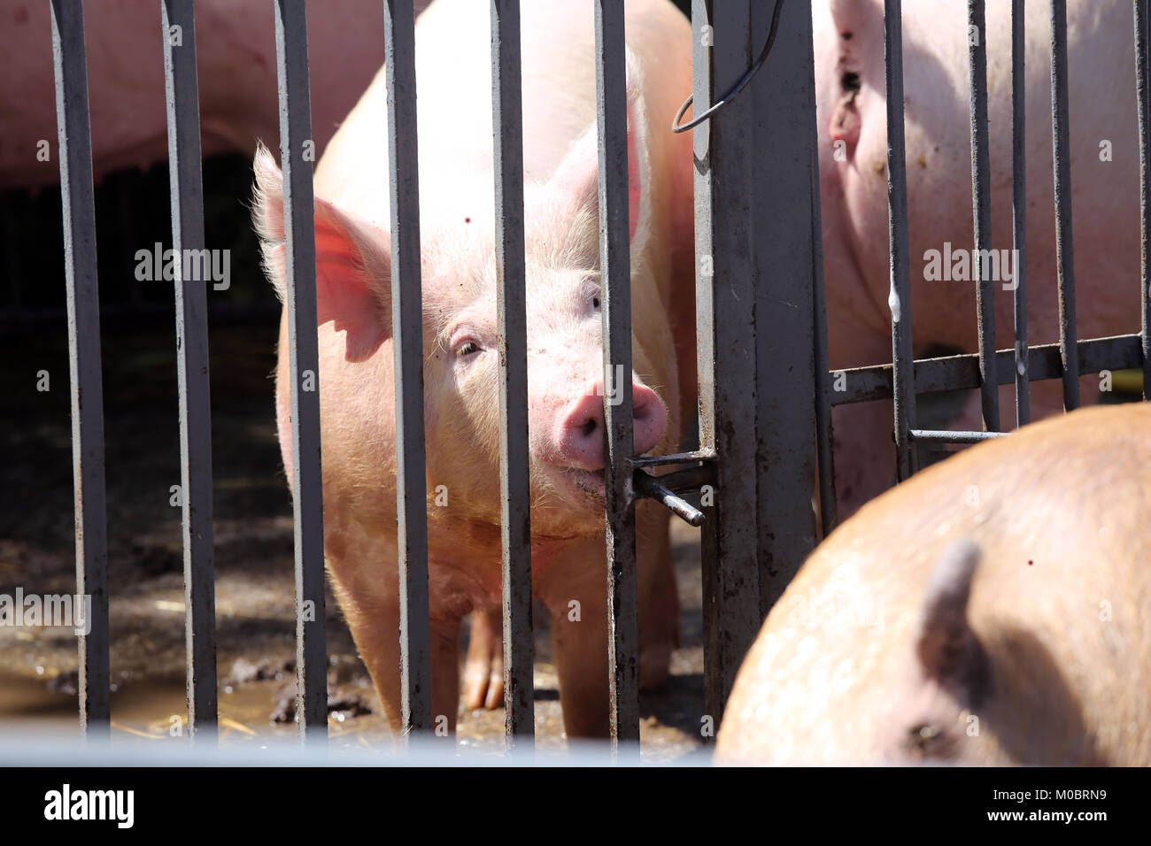 Group of domestic pink colored pig shows waiting for food in the box ...