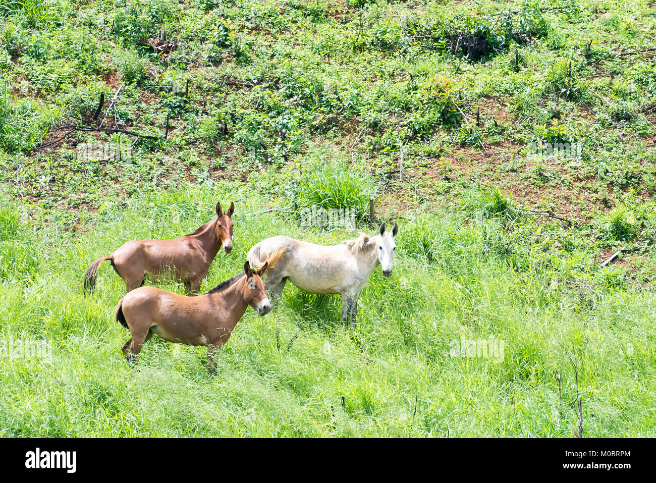 Group of mules grazing on the mountain and feeding Stock Photo - Alamy