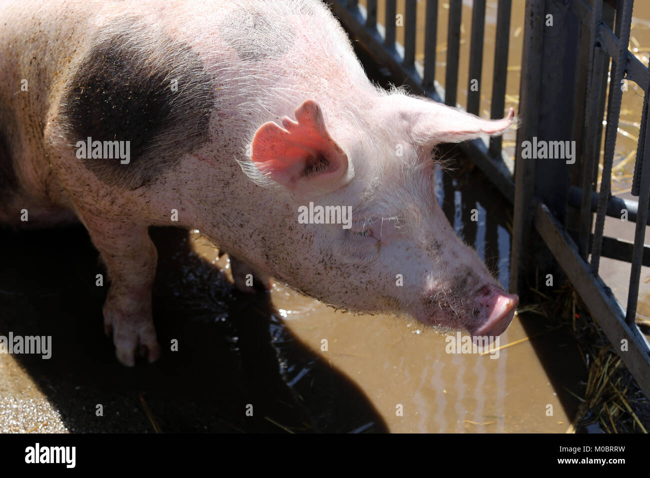 Beautiful portrait of a young domestic pig Stock Photo - Alamy
