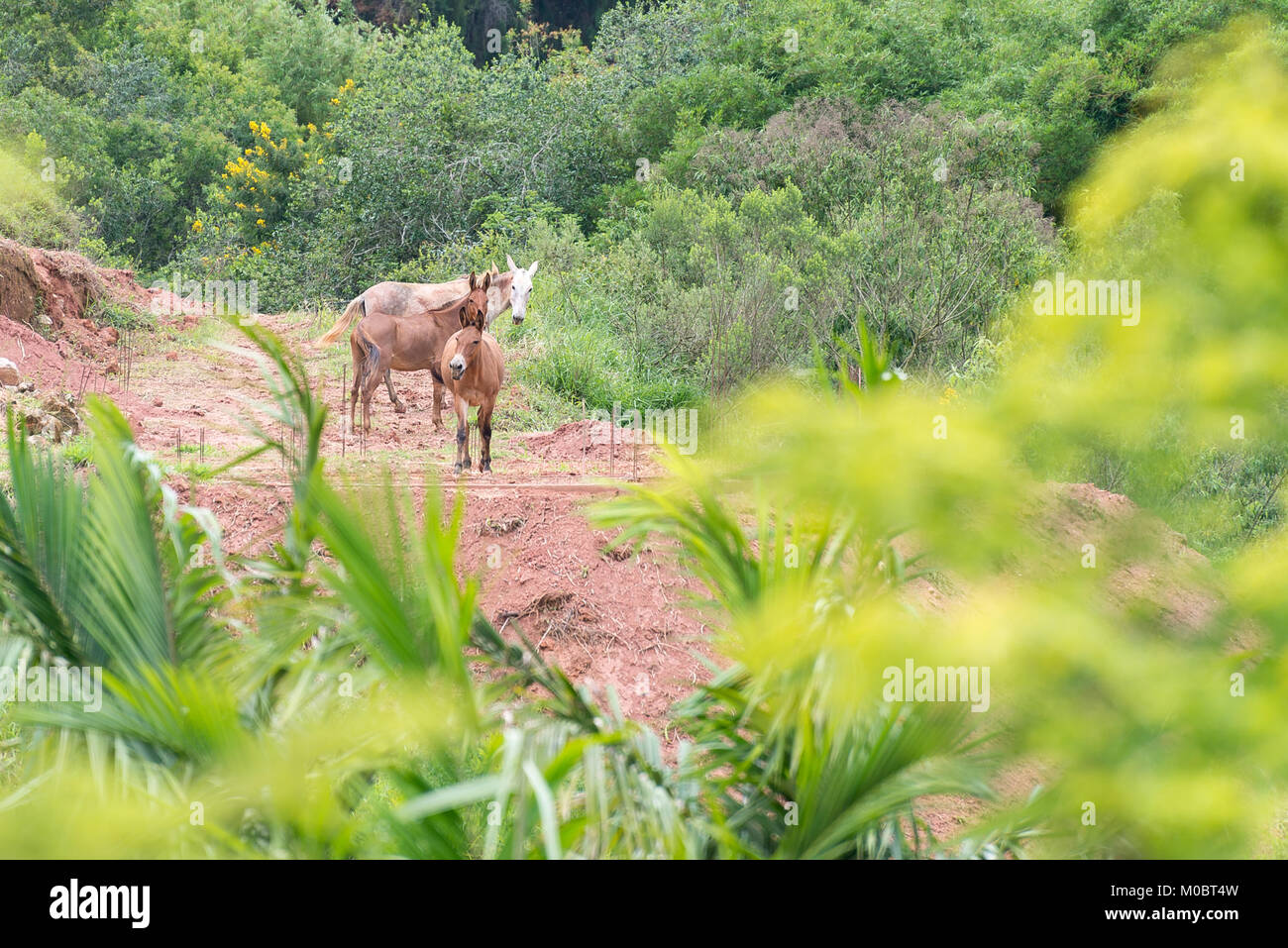 Mula animal hi-res stock photography and images - Alamy
