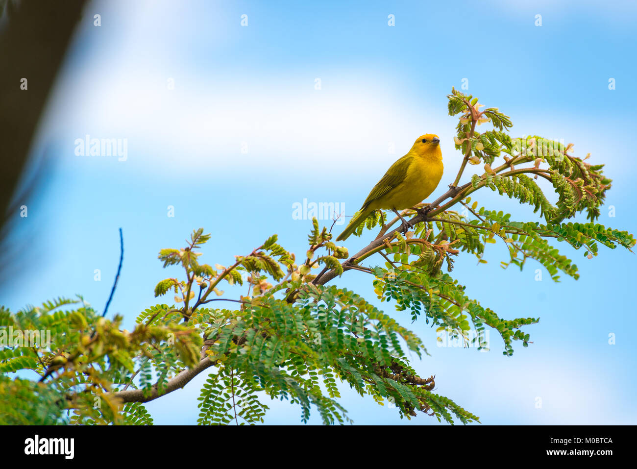 Male island canary posing on a tree branch in nature Stock Photo - Alamy