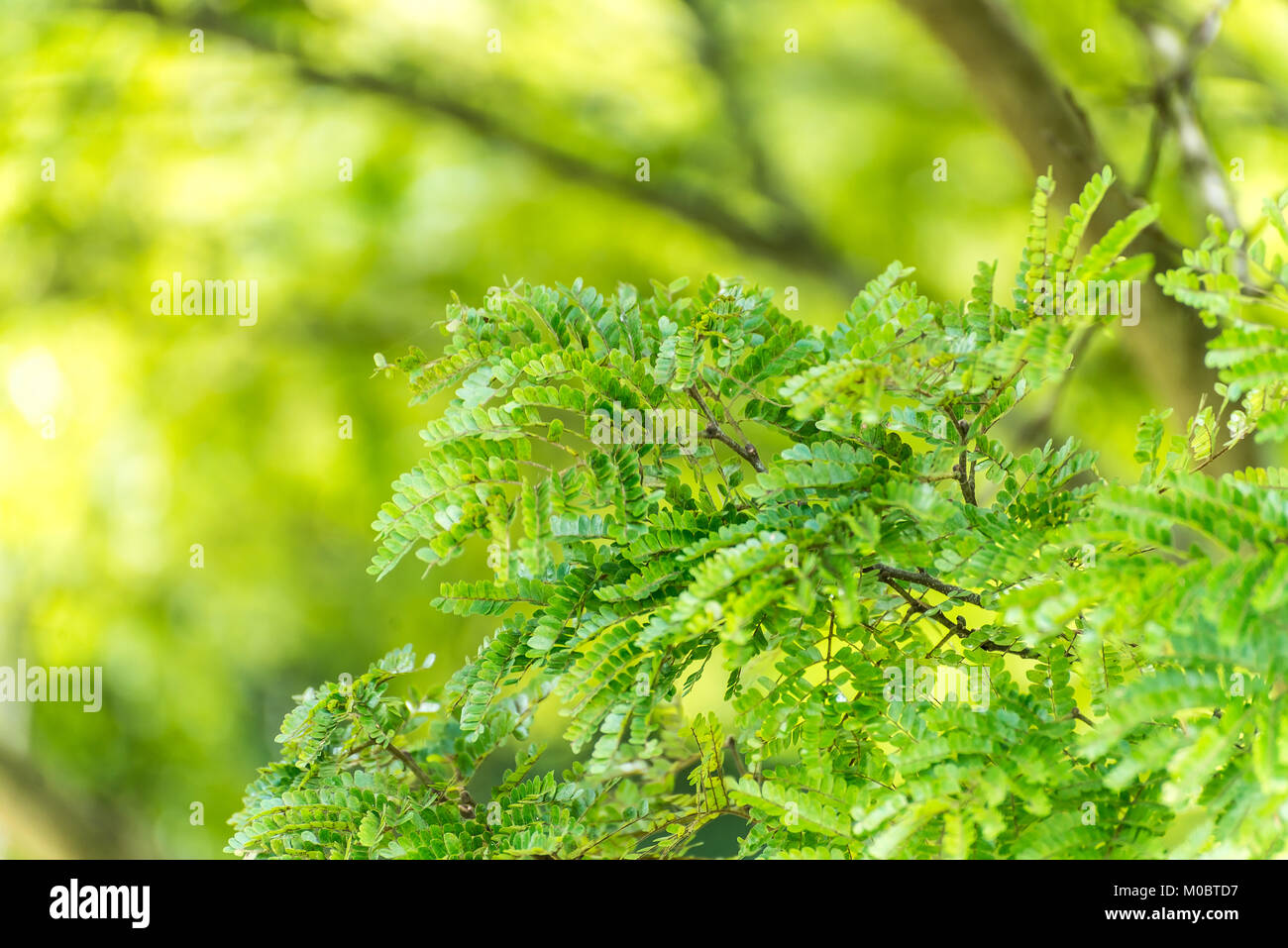Green vegetation in nature with trees and leaves all over Stock Photo ...