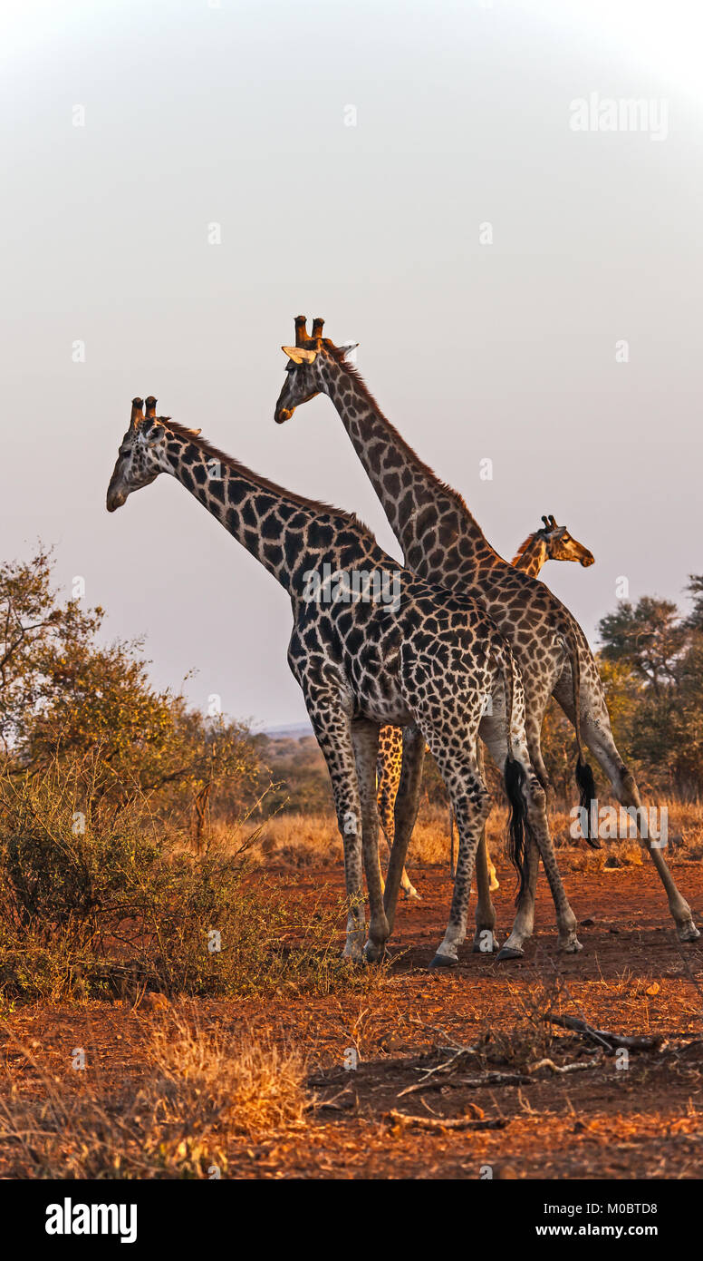 Group of giraffes Stock Photo - Alamy