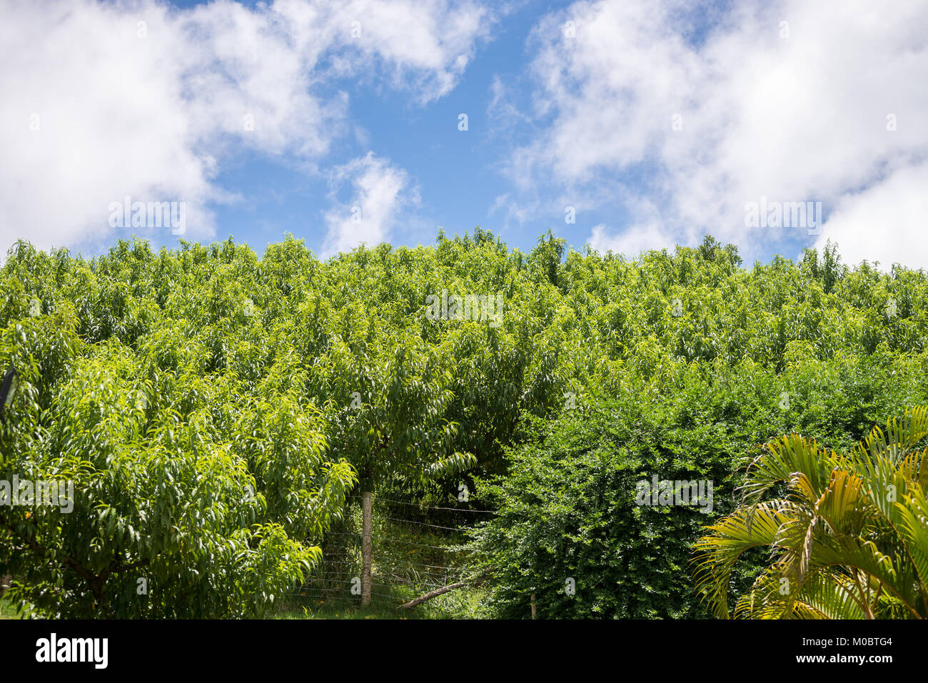 Several peach tree plantation with no fruits on a hill Stock Photo - Alamy