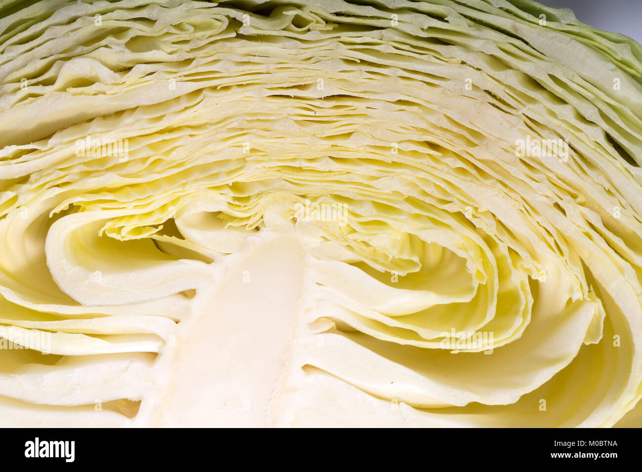 white cabbage, texture of cut white cabbage showing inside curly ...