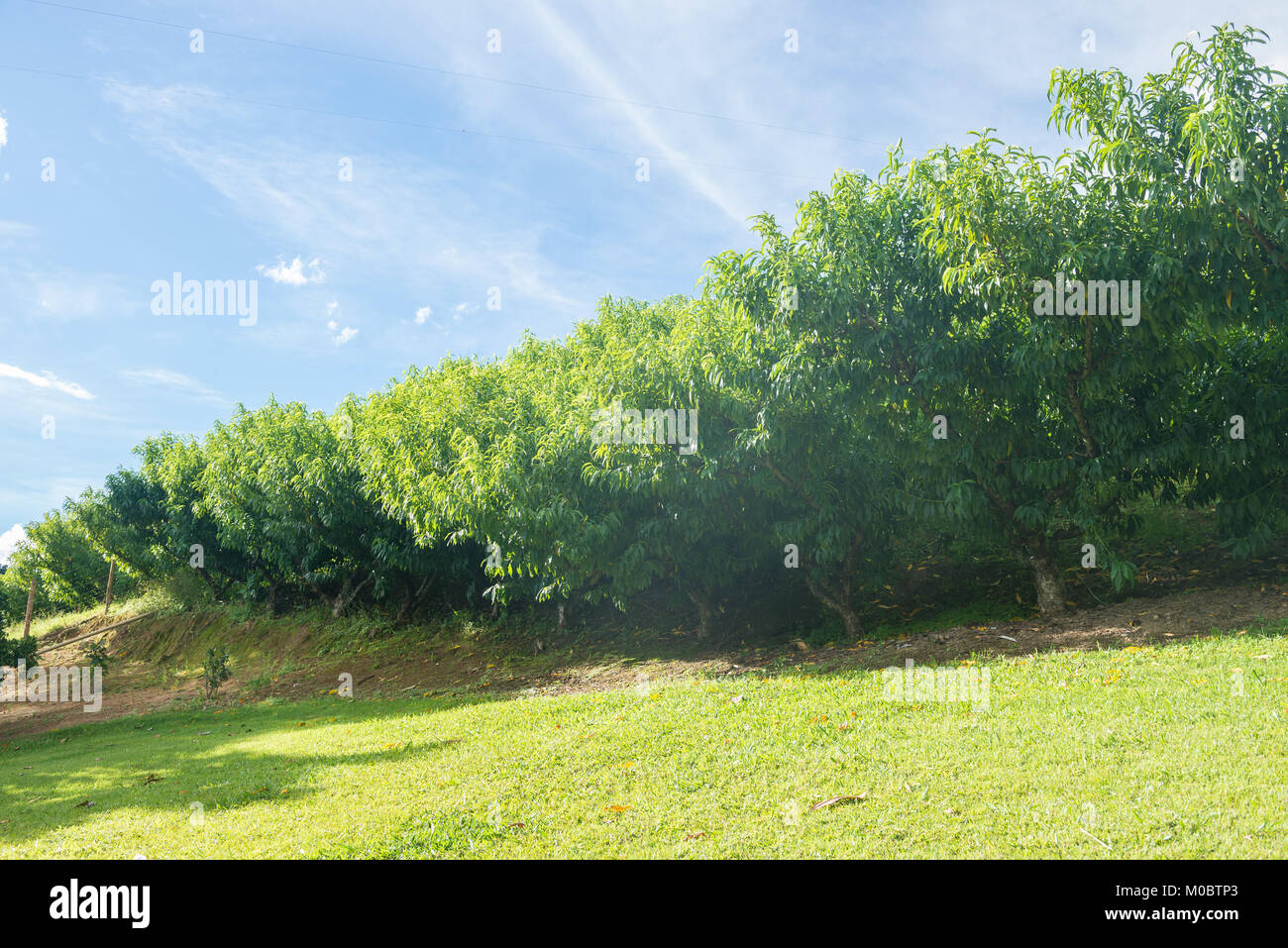 Peach plantation hi-res stock photography and images - Alamy
