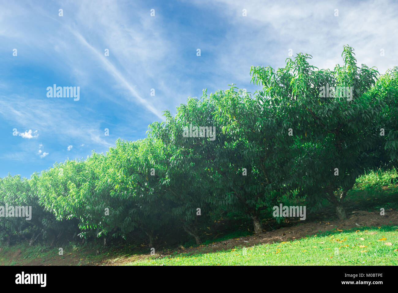 Haze on several peach tree plantation with no fruits Stock Photo - Alamy