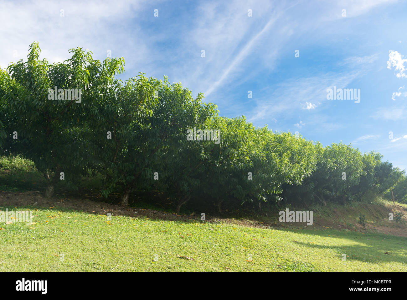Haze on several peach tree plantation with no fruits Stock Photo - Alamy