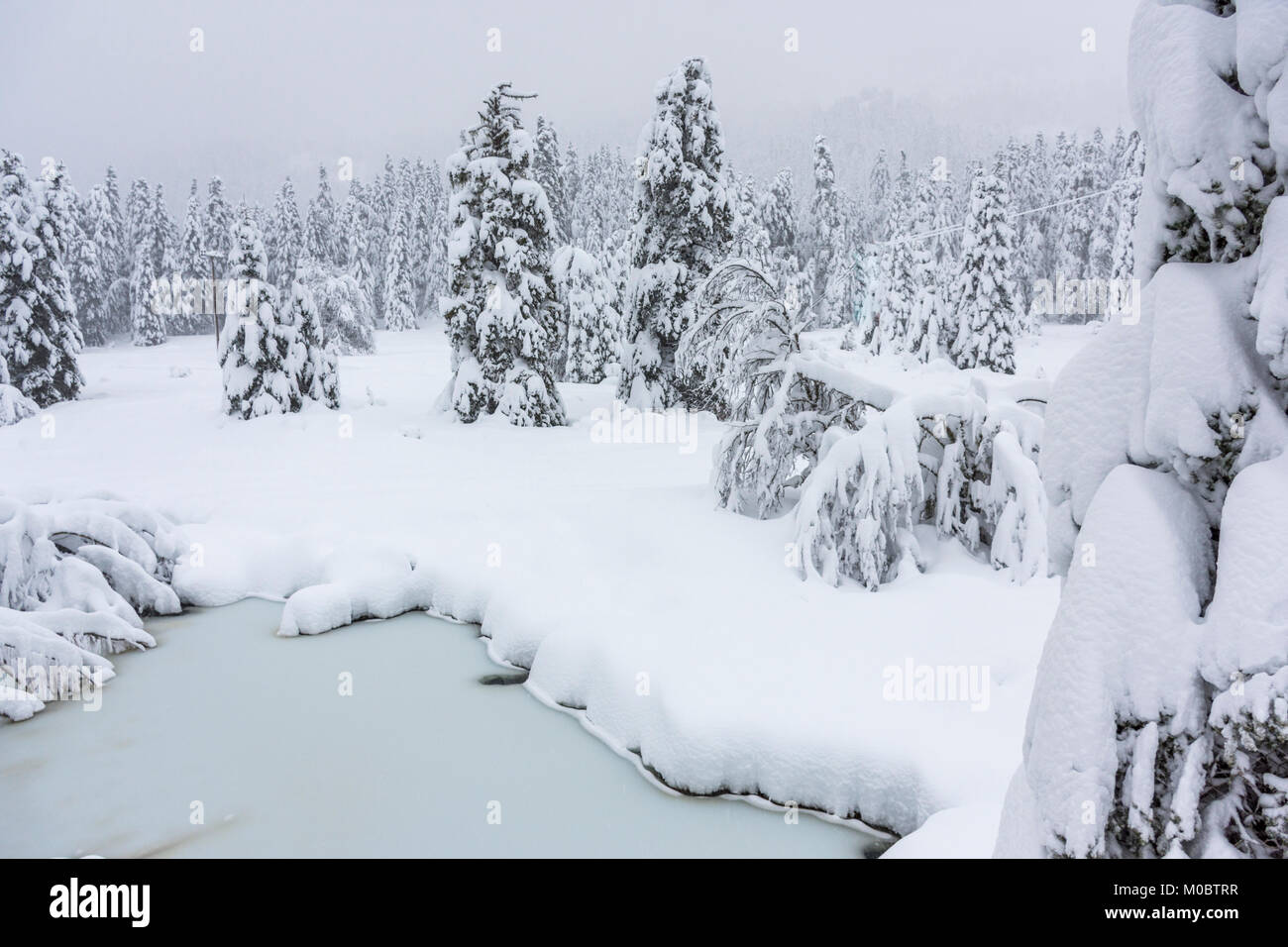 Heavy snow fall on pine trees in Elati Greece Stock Photo - Alamy