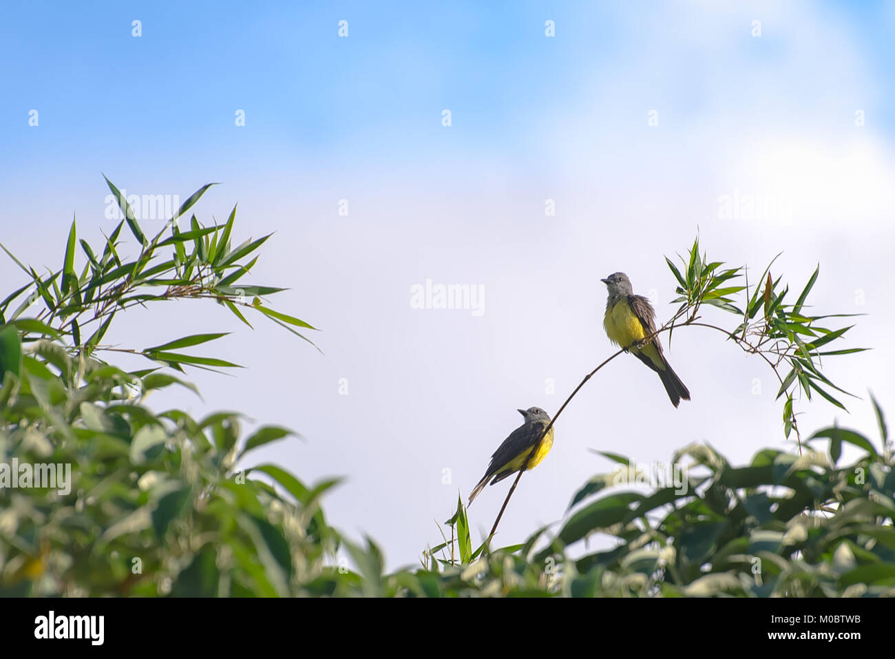 The cattle tyrant yellow bird perched on a tree branch in forest Stock ...