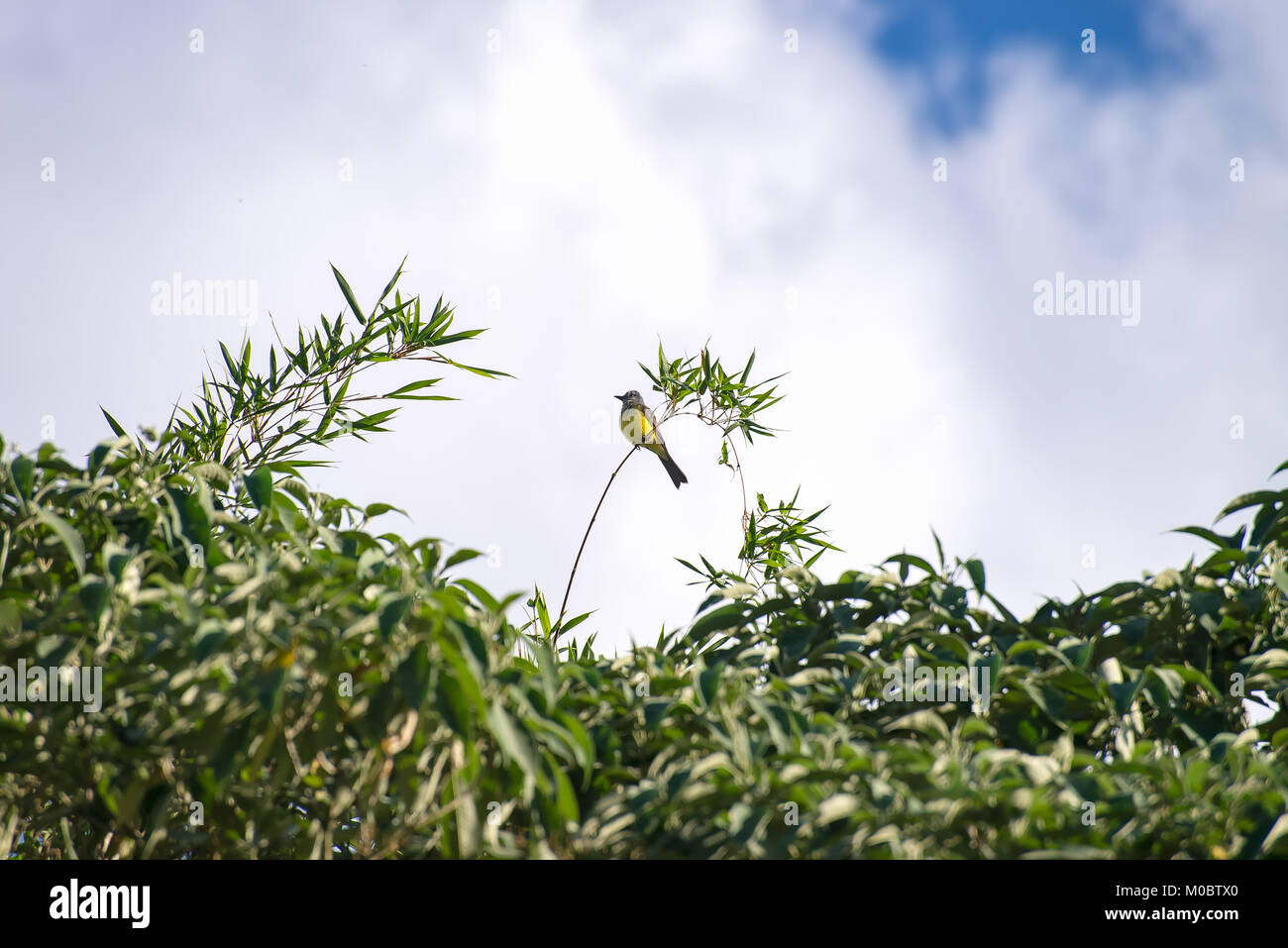 The cattle tyrant yellow bird perched on a tree branch in forest Stock ...