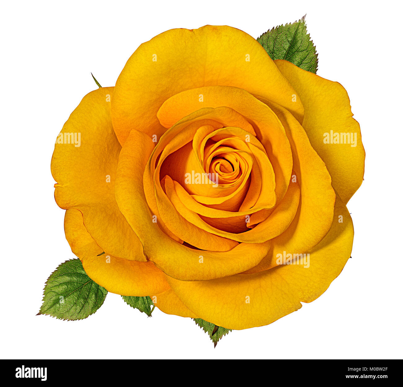 rose isolated on white background Stock Photo - Alamy