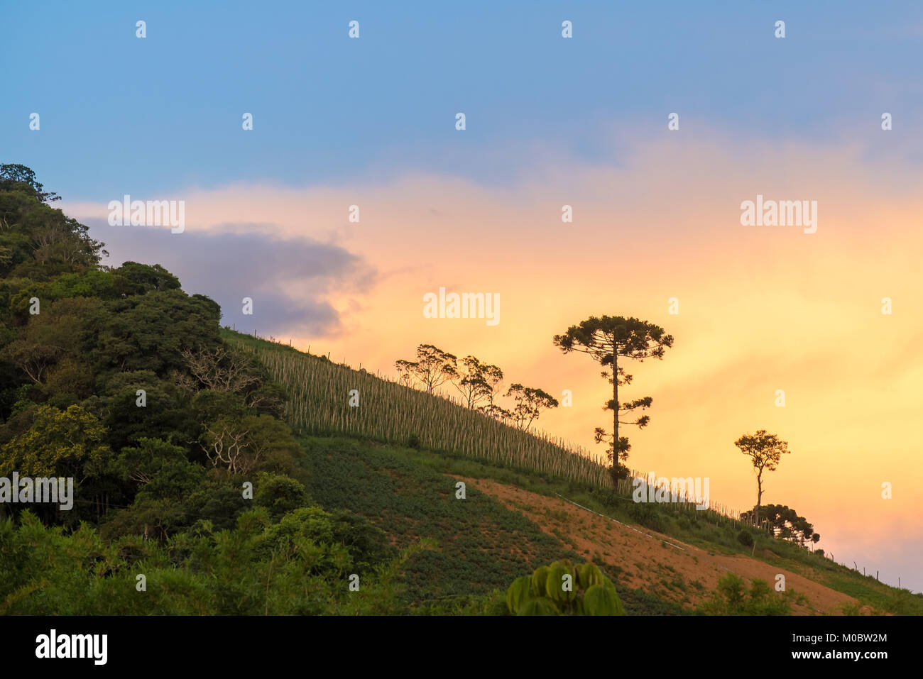 Landscape with araucaria tree as background on the sunset Stock Photo ...