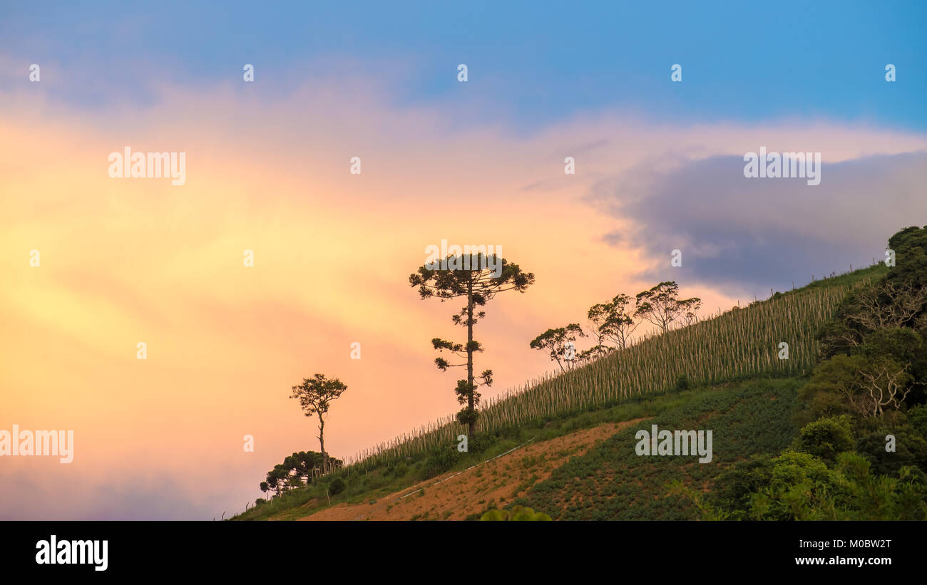 Landscape with araucaria tree as background on the sunset Stock Photo ...