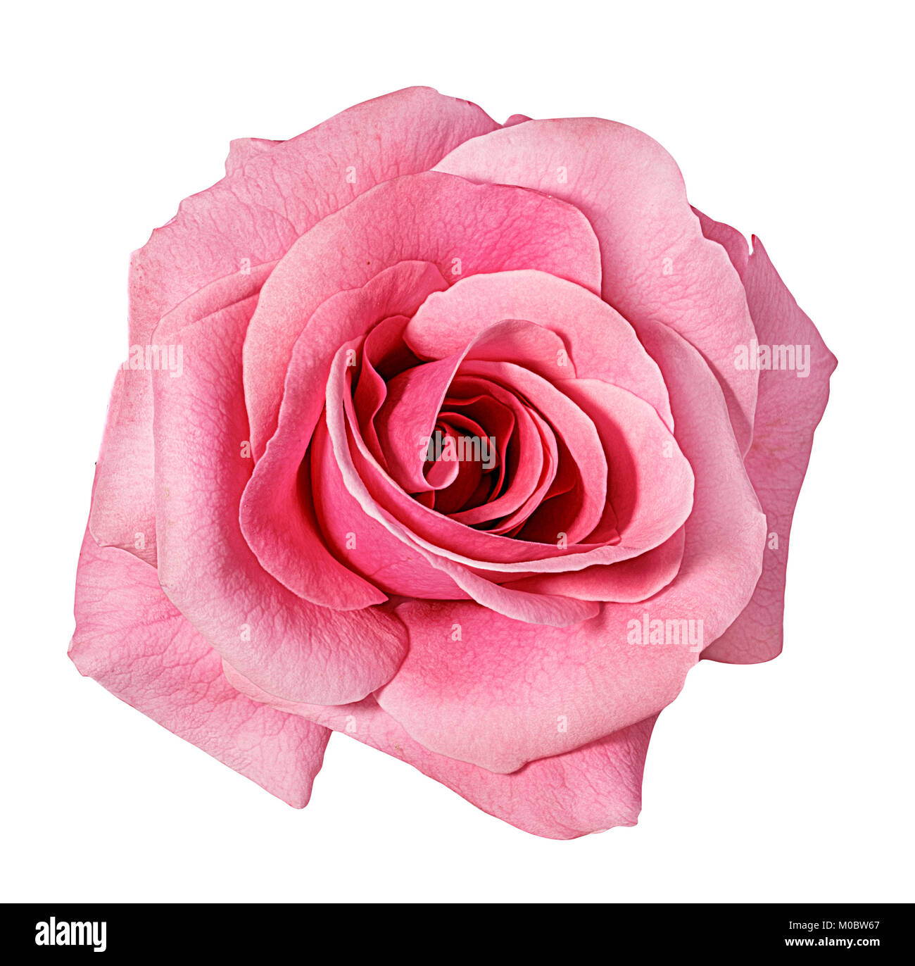 rose isolated on white background Stock Photo - Alamy