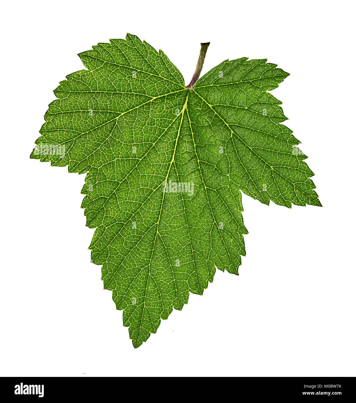 Green leaves on black background Cut Out Stock Images & Pictures - Alamy