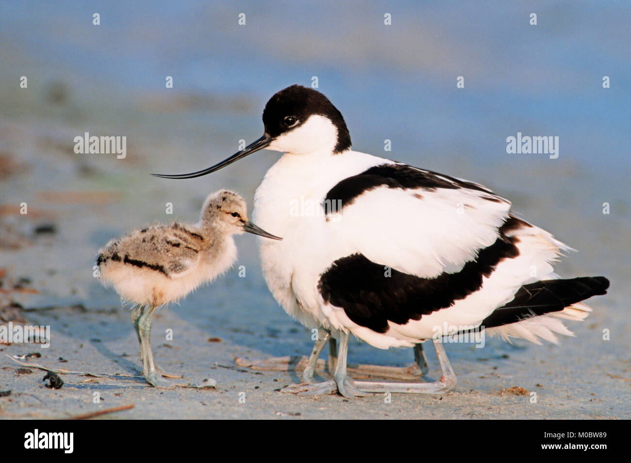 Pied Avocet with chick, Texel, Netherlands / (Recurvirostra avosetta ...