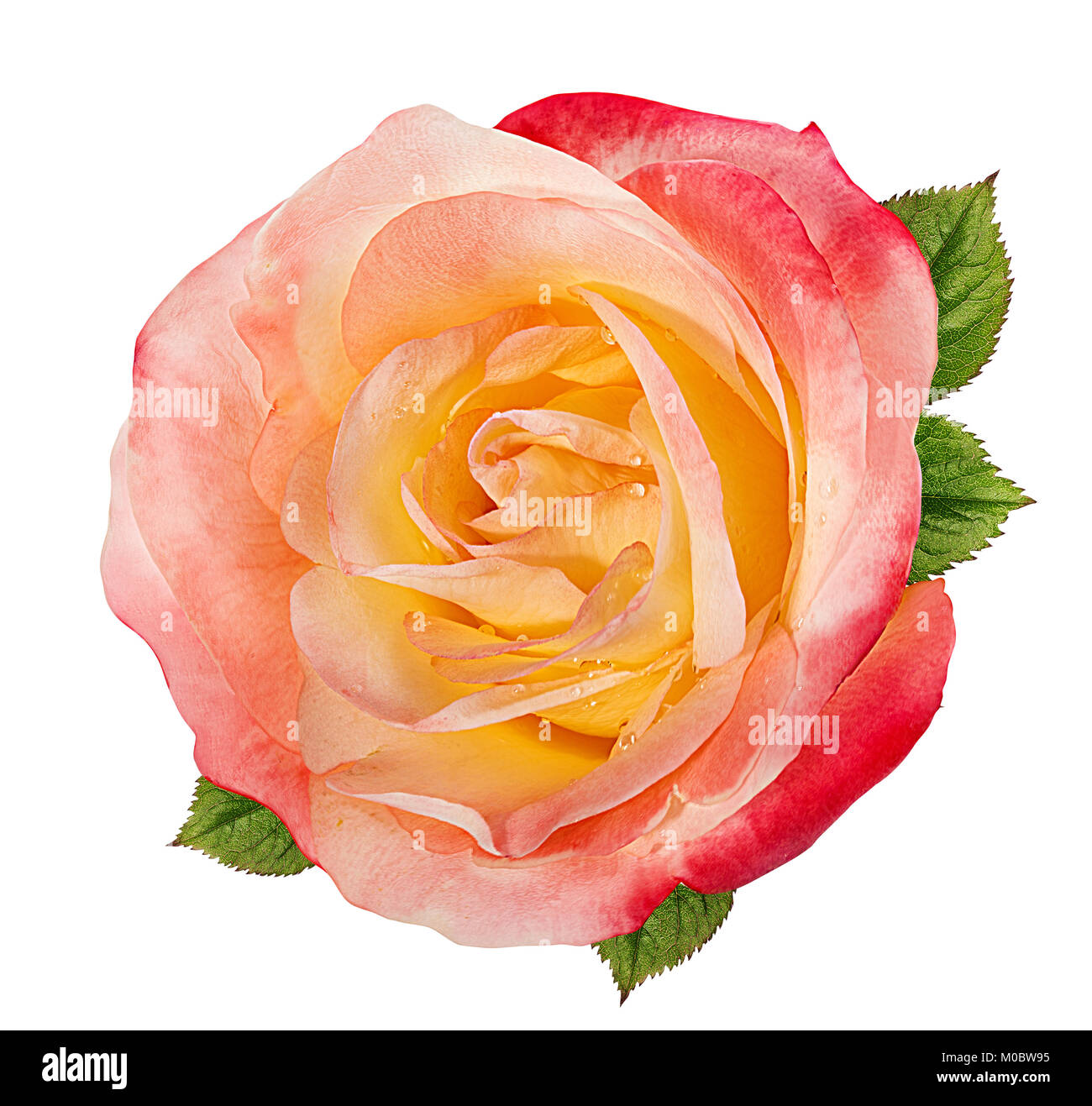 rose isolated on white background Stock Photo - Alamy