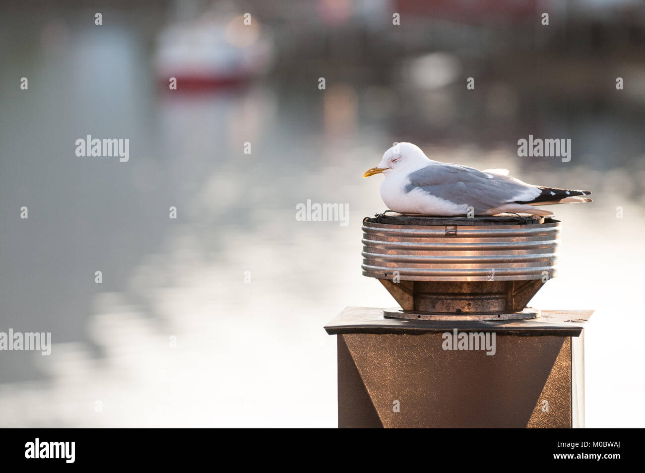 Seagull sleeping at midnight during summer at Reine in Lofoten ...