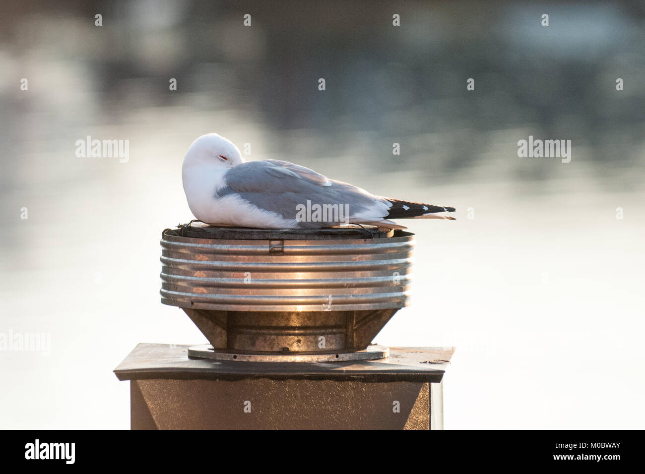Seagull sleeping at midnight during summer at Reine in Lofoten ...