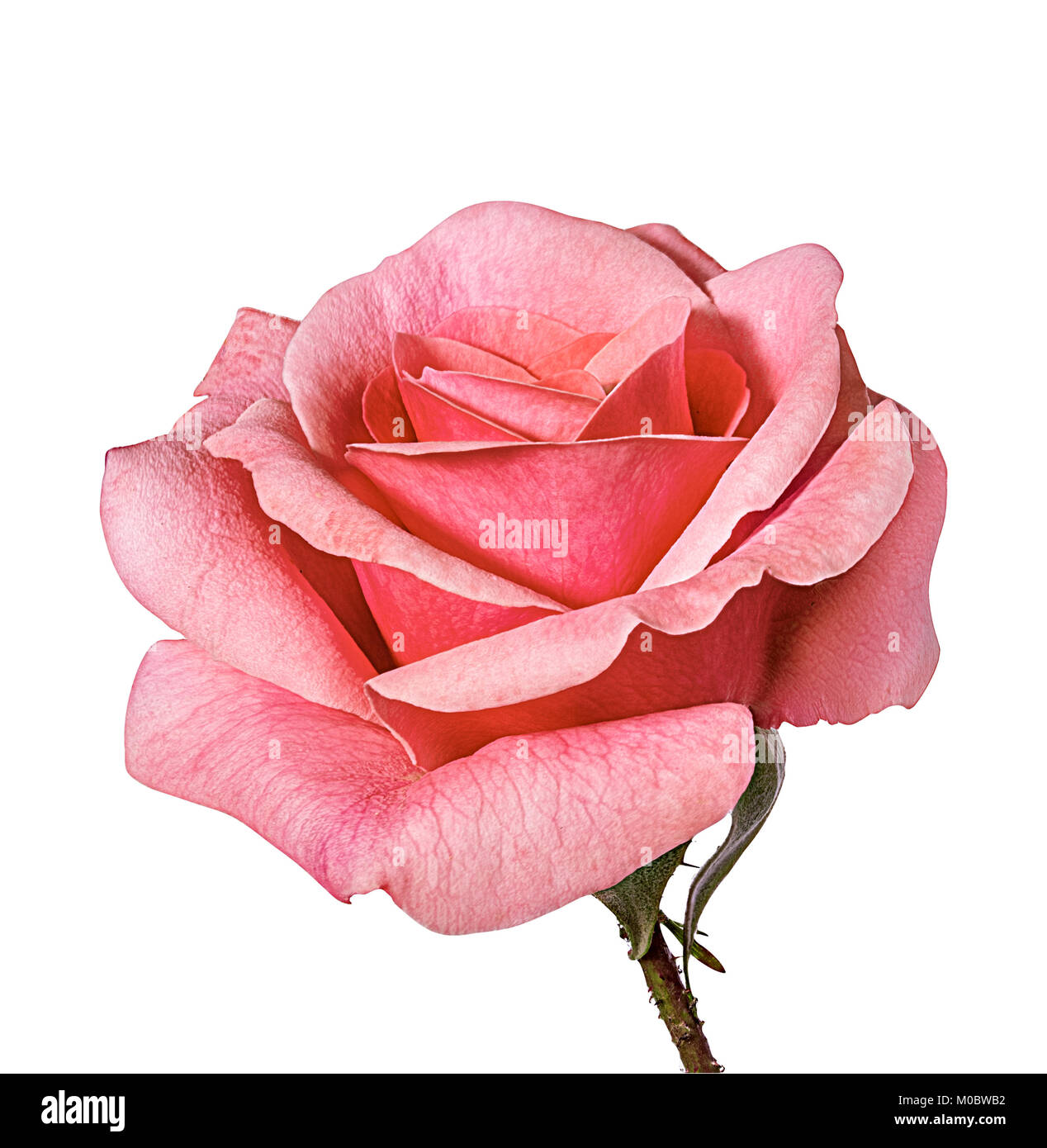 rose isolated on white background Stock Photo - Alamy