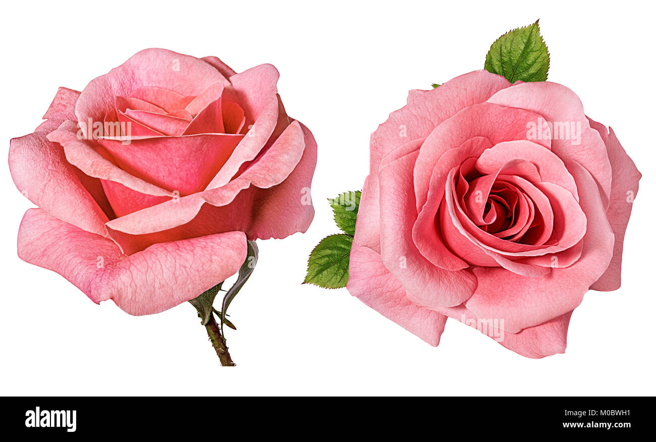 rose isolated on white background Stock Photo - Alamy