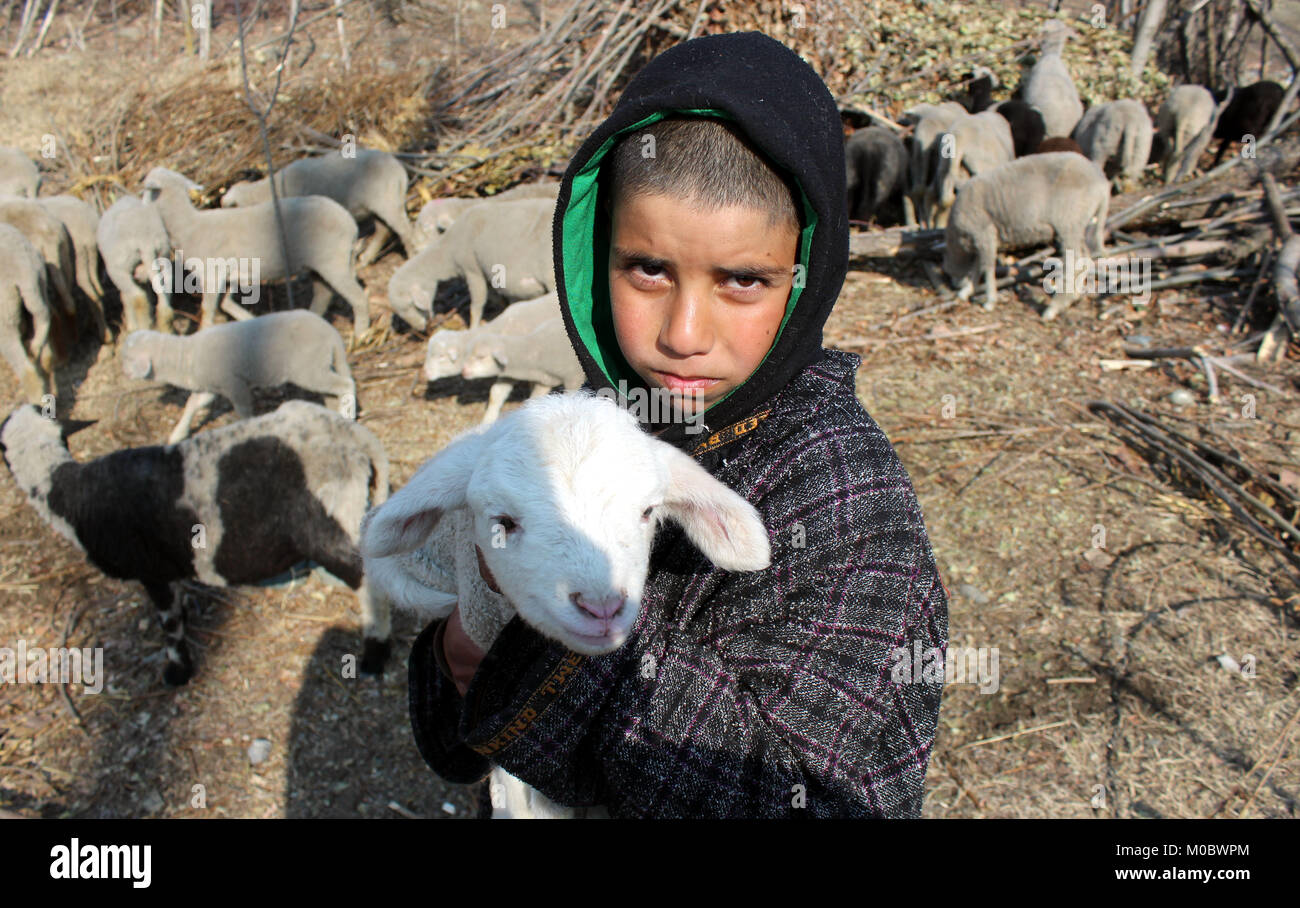 Anantnag, India. 16th Jan, 2018. A shepherd boy guarding his flock ...