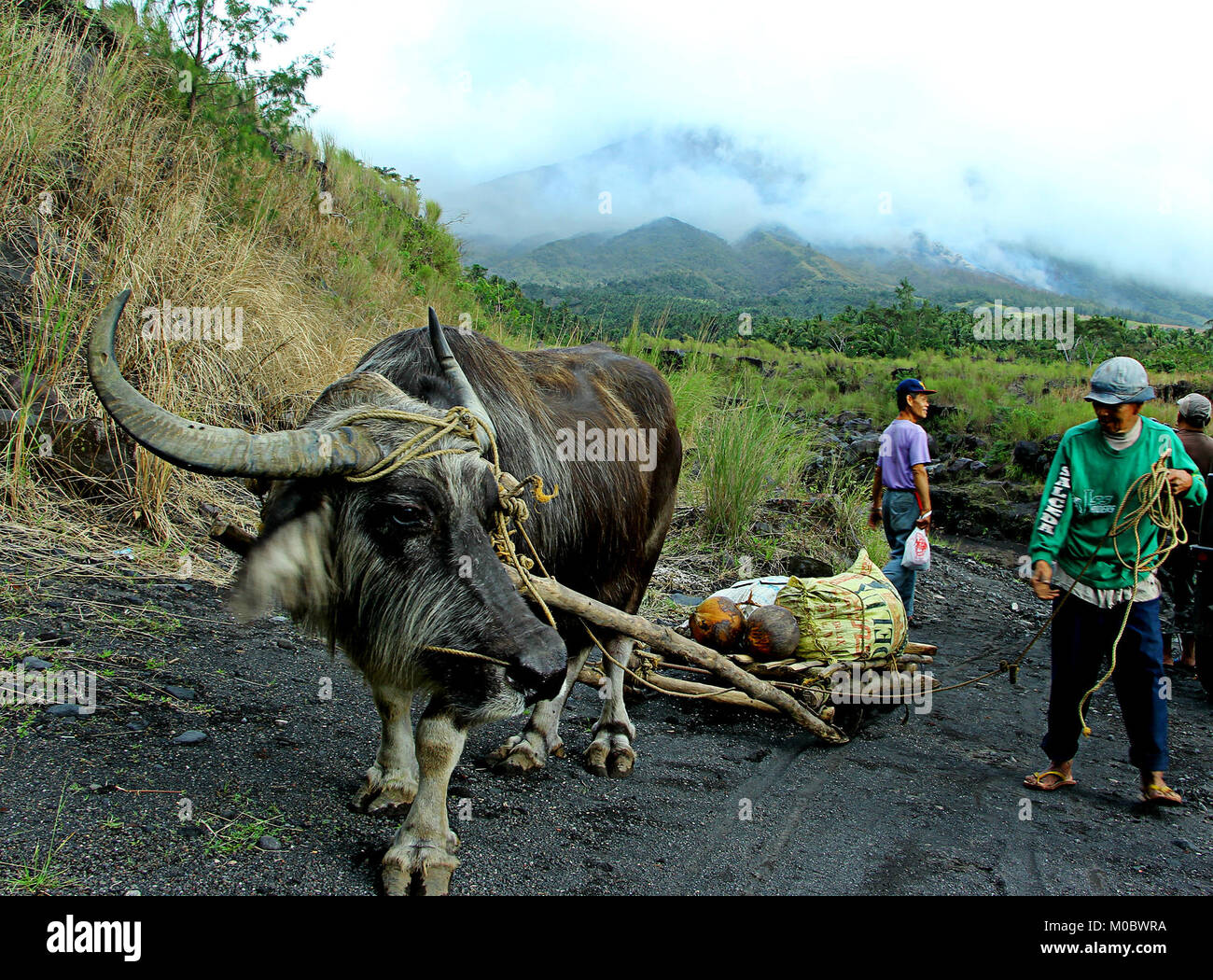 Mayon volcano eruption farmer hi-res stock photography and images - Alamy
