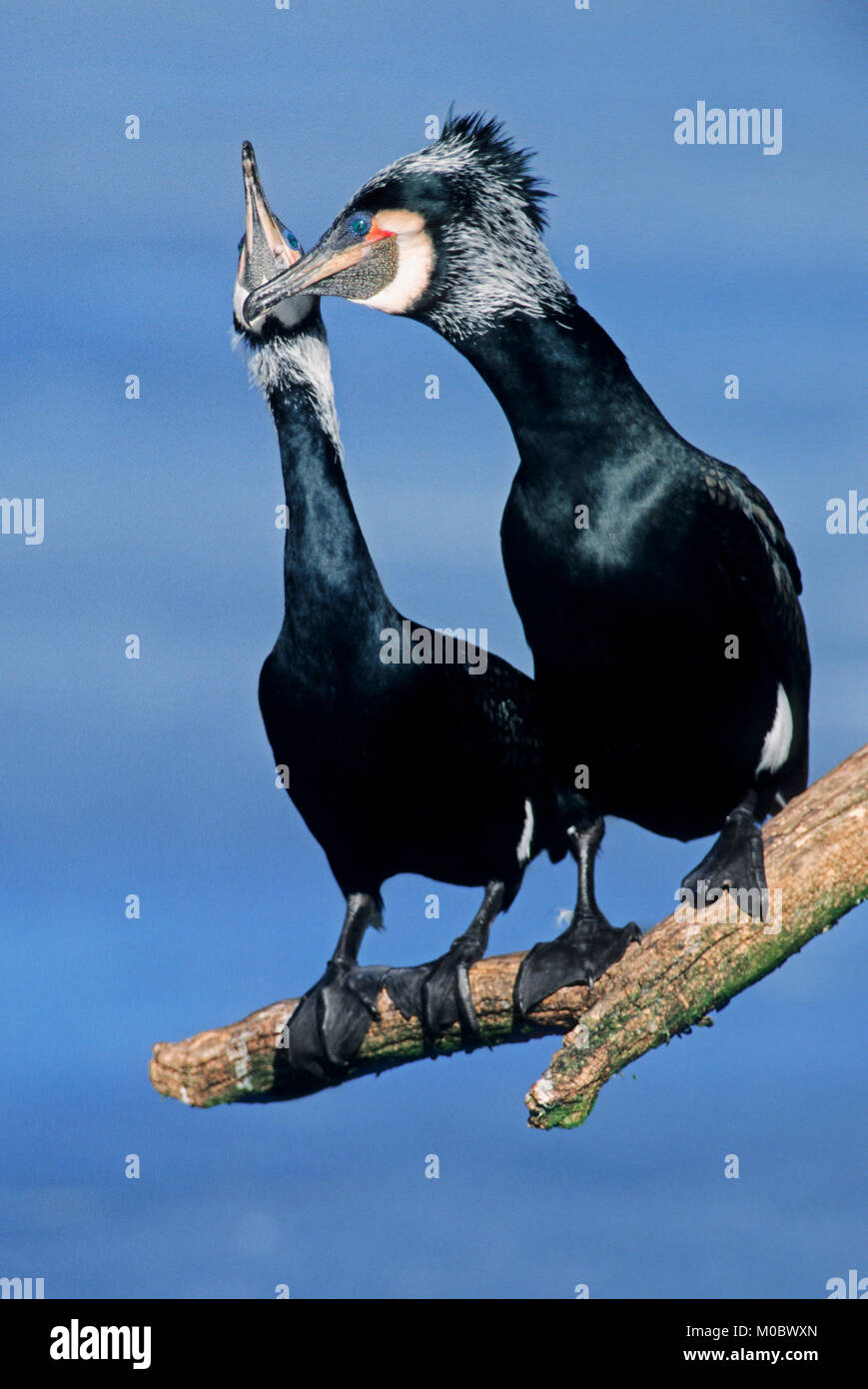 Kormorane hochformat hi-res stock photography and images - Alamy