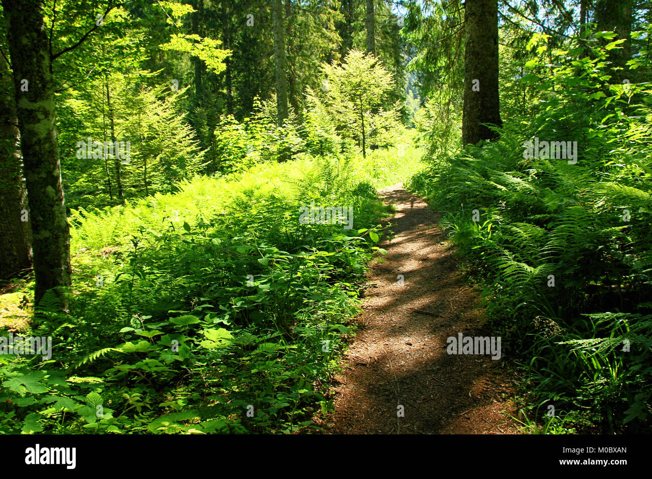 Lovely hiking path called "Geissenpfad" near Menzenschwand showing the ...
