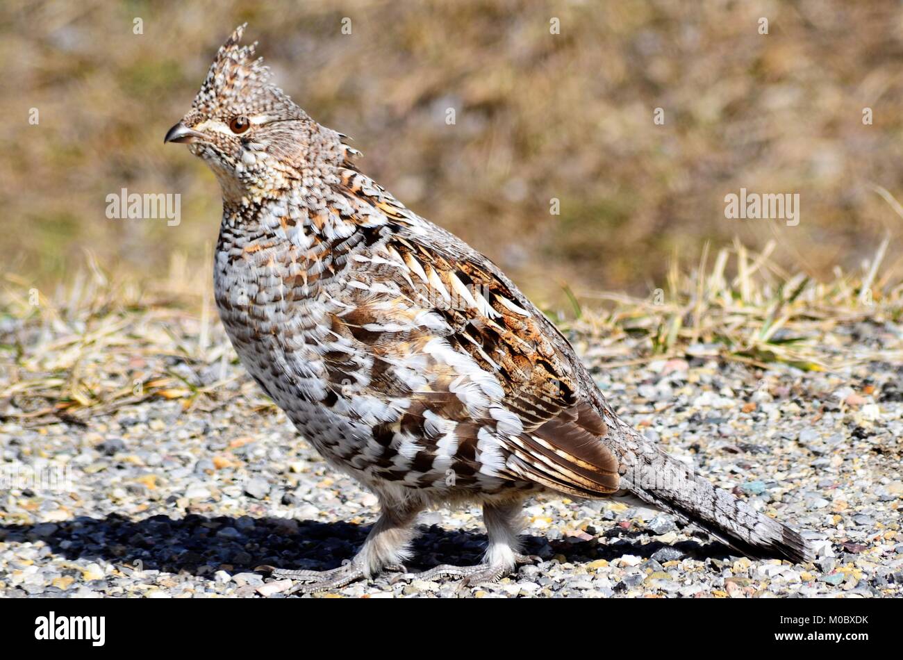 A sharp tailed grouse, stands along side a gravel road, eating pebbles ...