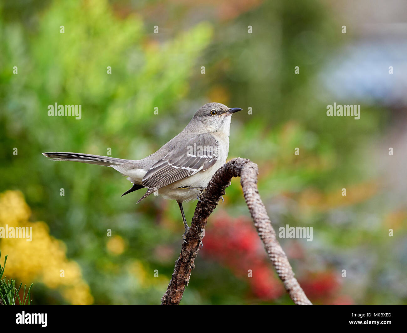 Northern mockingbird hi-res stock photography and images - Alamy