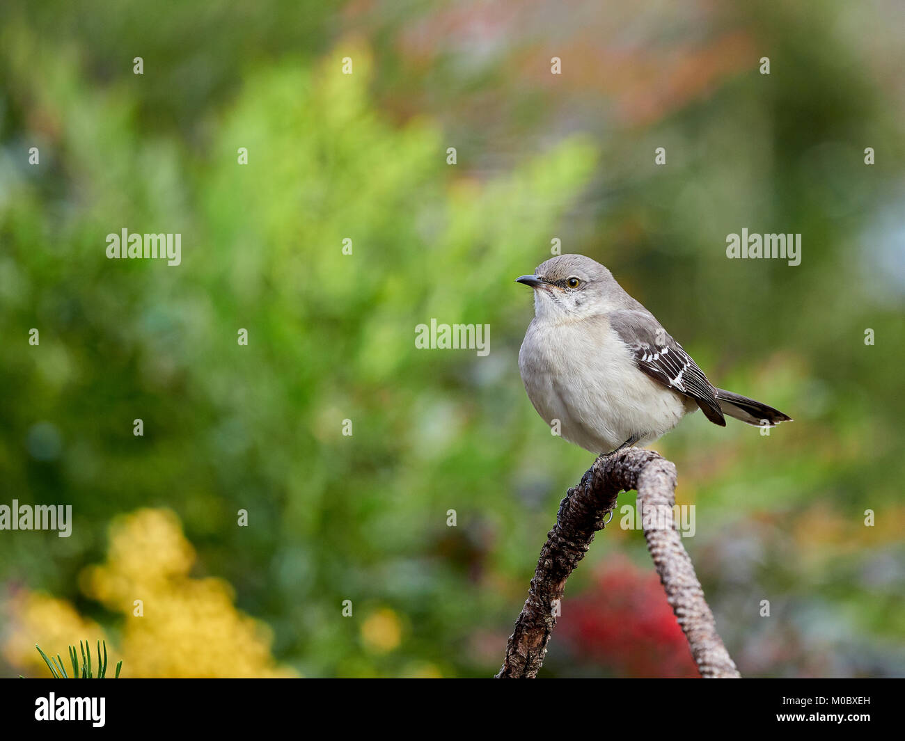 Arkansas northern mockingbird hi-res stock photography and images - Alamy