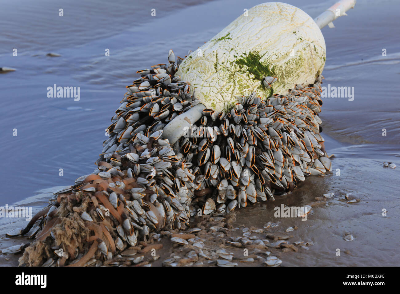 marine growth attached to a fishing marker, wild atlantic way, county ...