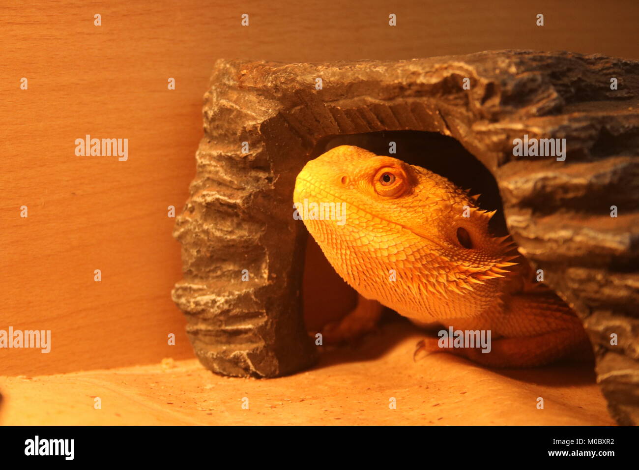 bearded dragon close ups (cave) captive and pet 4 years old Stock Photo ...