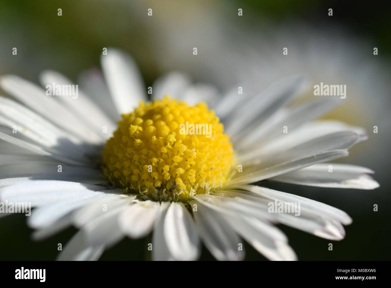 English daisy common hi-res stock photography and images - Alamy