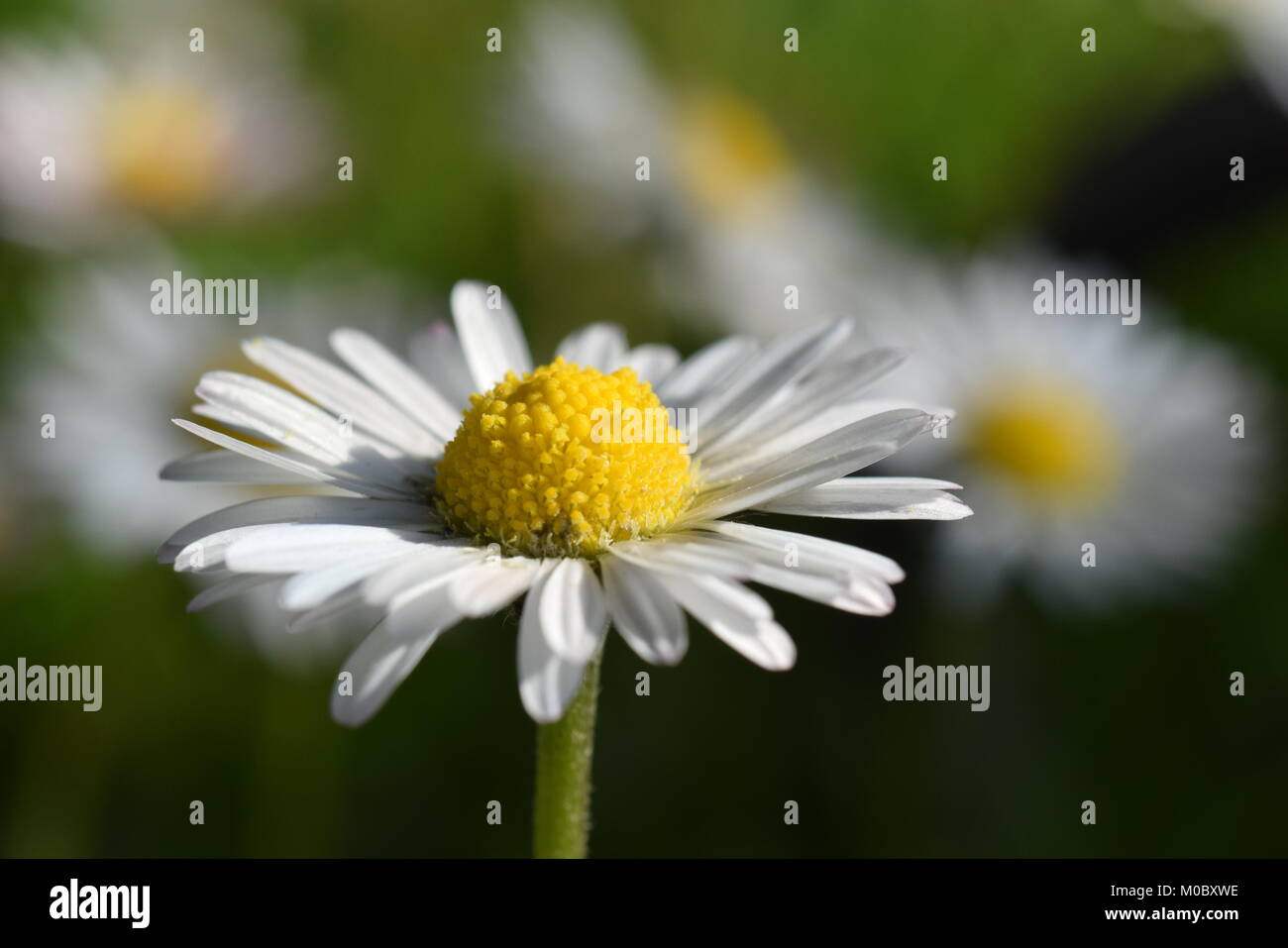 Close up daisy flower hi-res stock photography and images - Alamy
