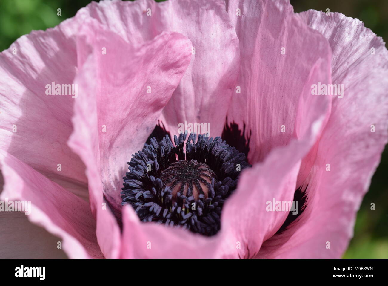 pink oriental poppy Stock Photo - Alamy