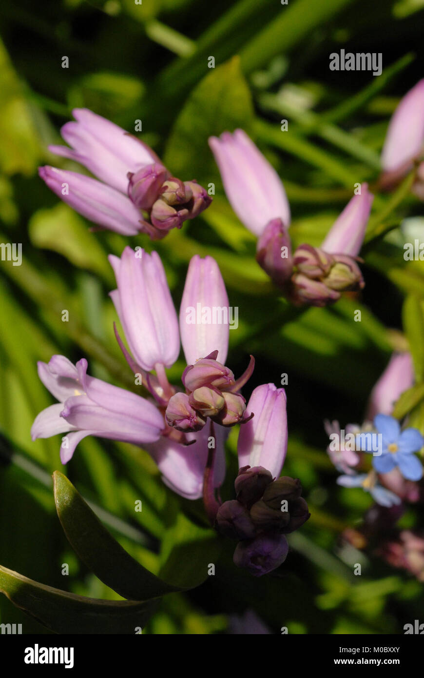 spanish pink bluebell Stock Photo - Alamy