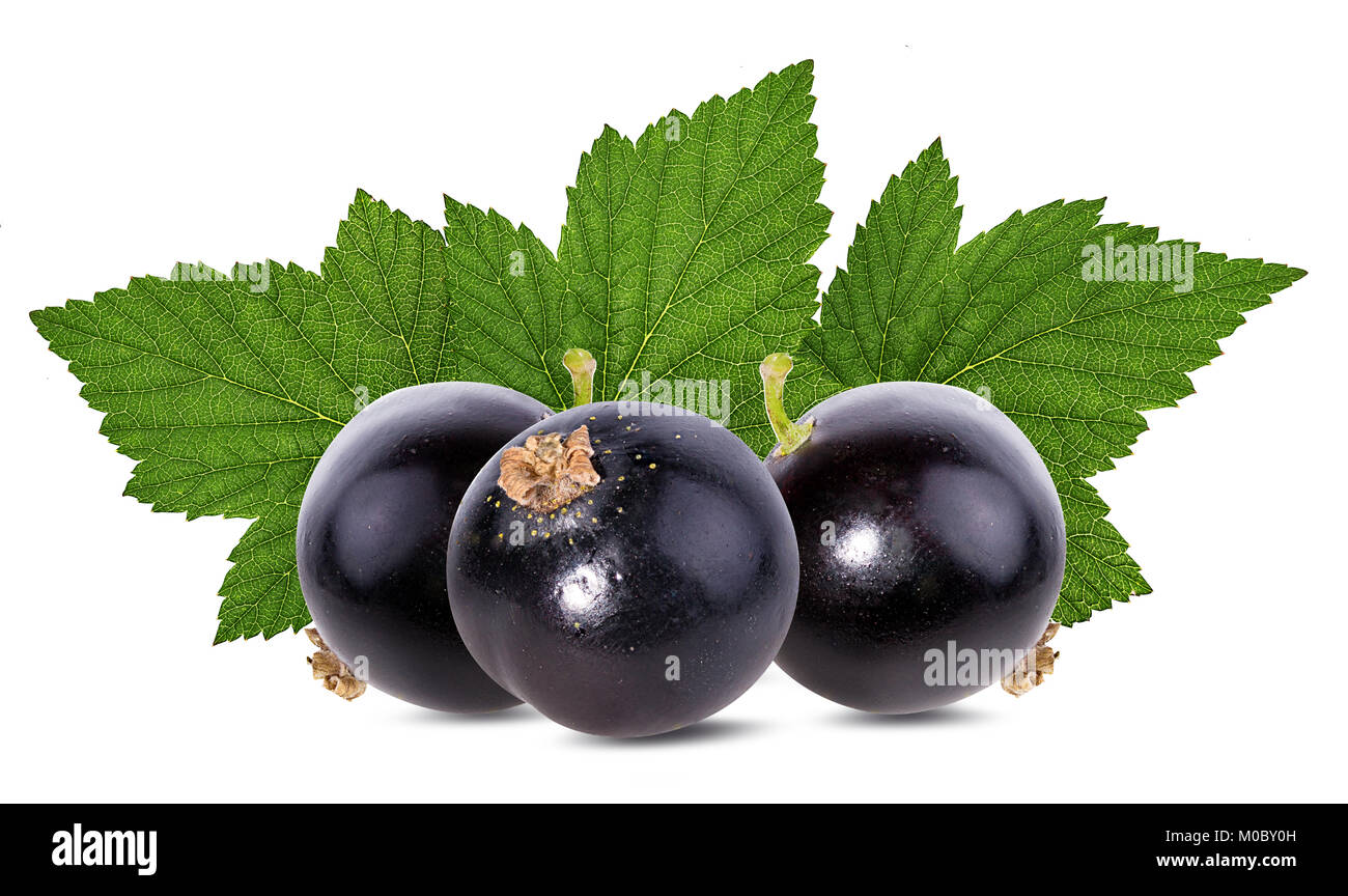 black currant isolated on white Stock Photo - Alamy