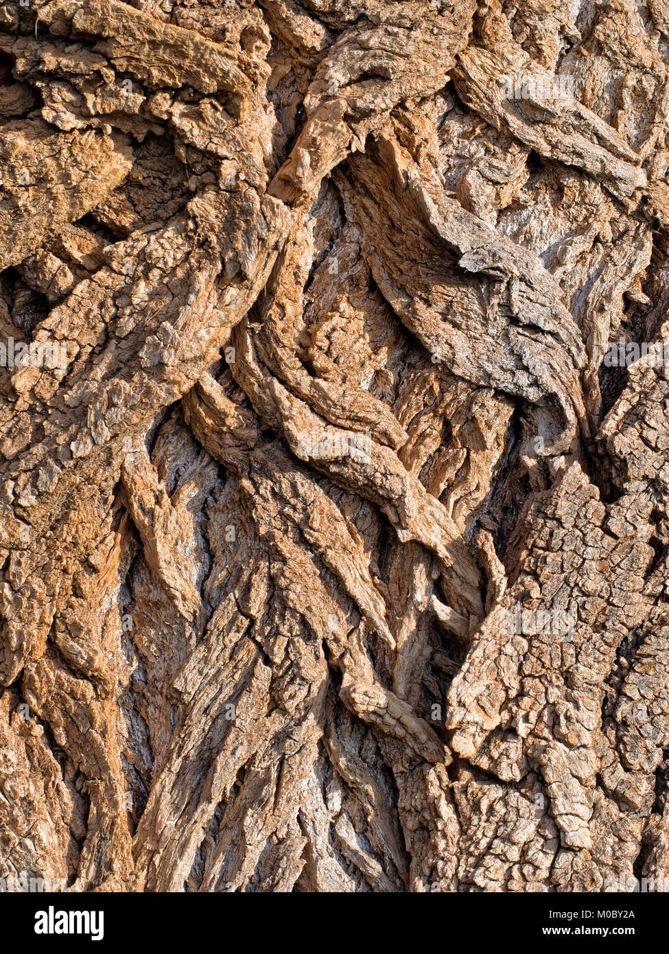 Cor wood, old tree. Natural detail, twisted and convoluted Stock Photo ...